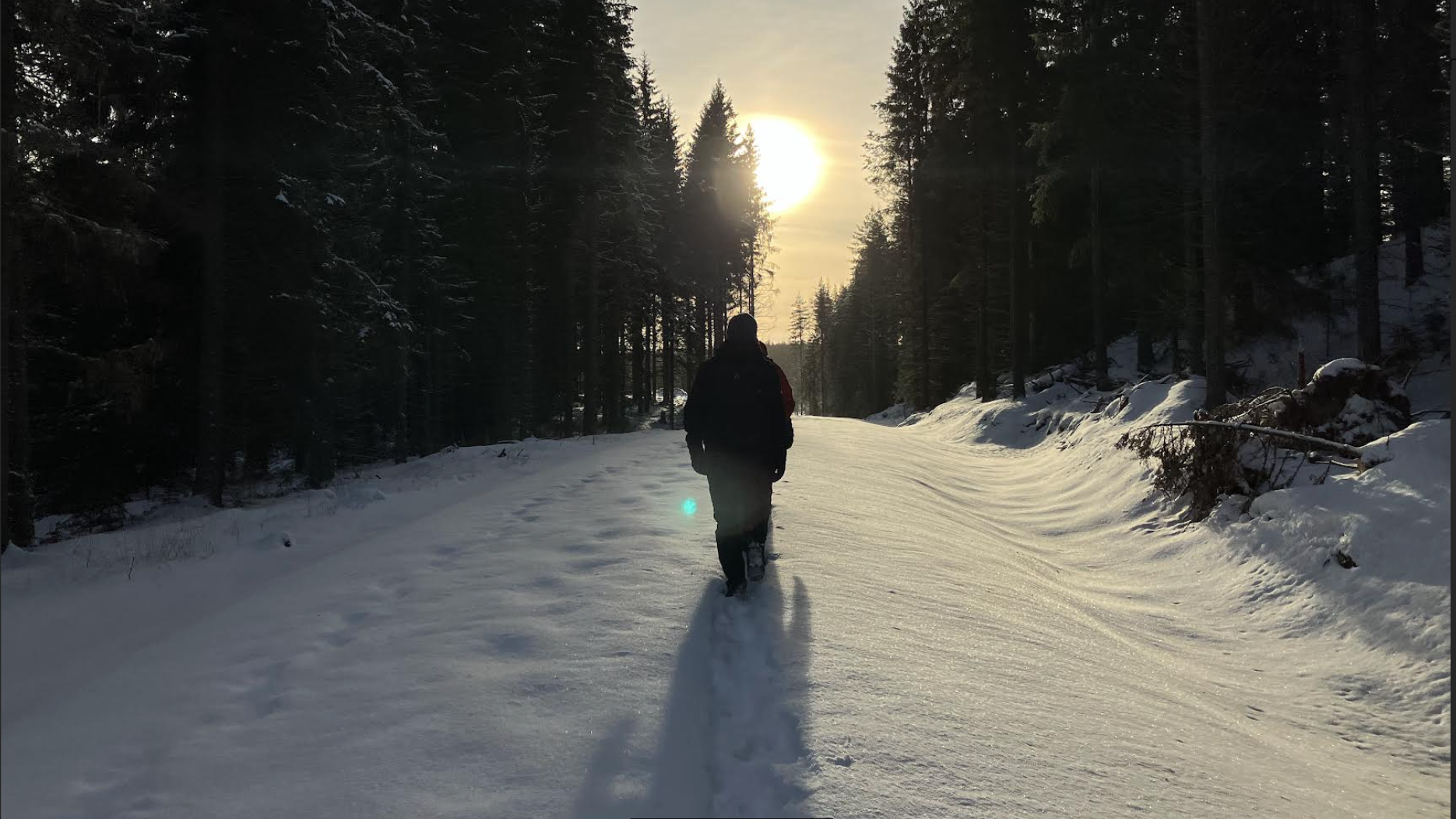 Experiencing the Finnish forest: Scientists and tree-lovers ...